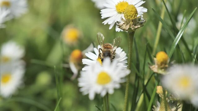รูปภาพAnthophila – เลือกดูภาพถ่ายสต็อก เวกเตอร์ และวิดีโอ1,613 | Adobe ...