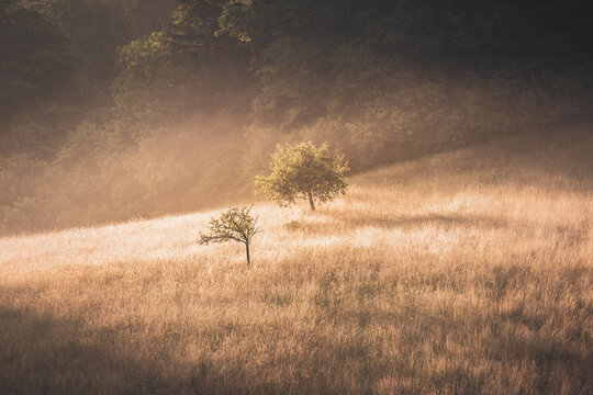 Sommereiche Bilder – Durchsuchen 17,387 Archivfotos, Vektorgrafiken und ...