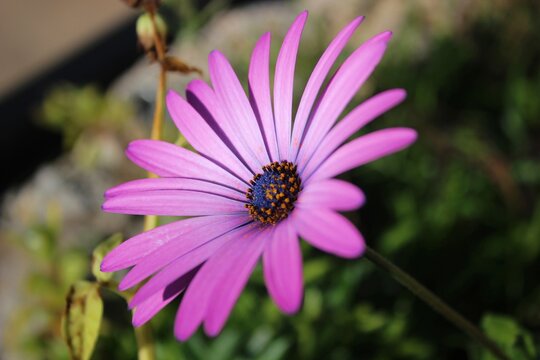 "Flor Lila" Images – Browse 295 Stock Photos, Vectors, and Video ...