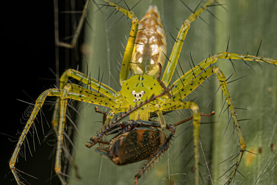 รูปภาพArachnology – เลือกดูภาพถ่ายสต็อก เวกเตอร์ และวิดีโอ1,439 | Adobe ...