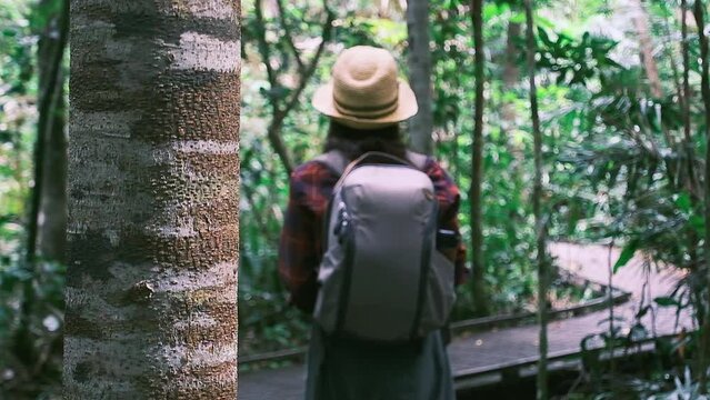 Obrazy ("Daintree Rainforest") — zdjęcia, wektory i wideo bez tantiem ...