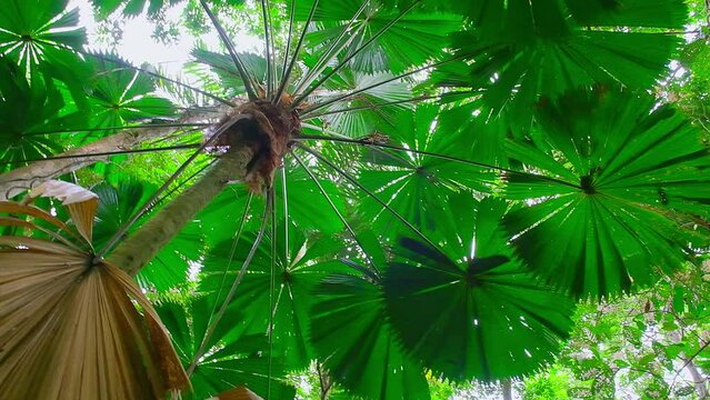 "Daintree Rainforest" Images – Browse 822 Stock Photos, Vectors, and ...