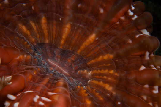 Cinarina Images – Browse 44 Stock Photos, Vectors, and Video | Adobe Stock