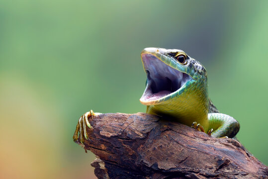 "Tree Skink" Images – Browse 507 Stock Photos, Vectors, and Video ...