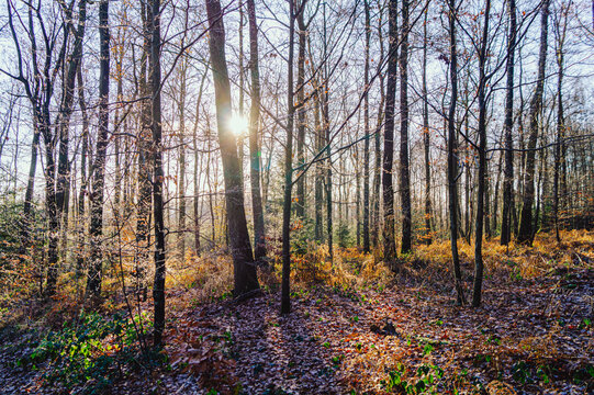 Gelant Images – Browse 28 Stock Photos, Vectors, and Video | Adobe Stock