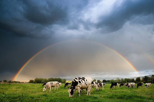 Rainbow Cow Images – Browse 3,920 Stock Photos, Vectors, and Video ...