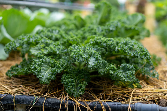 Braunkohl Images – Parcourir 111,712 le catalogue de photos, vecteurs ...