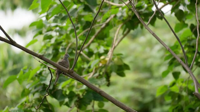 Kurokutok Bilder – Durchsuchen 1,578 Archivfotos, Vektorgrafiken und ...