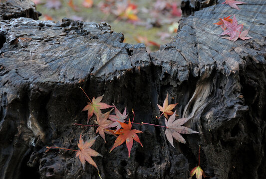 Stub Bilder – Durchsuchen 40,867 Archivfotos, Vektorgrafiken und Videos ...