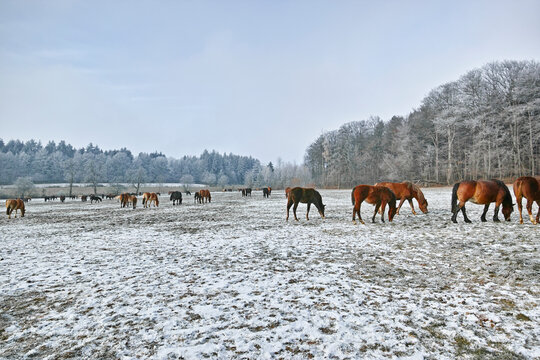 「Stolidly」の画像 - 1,260 件の Stock 写真、ベクターおよびビデオ | Adobe Stock