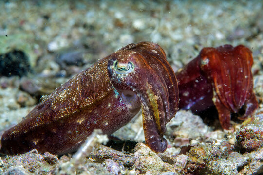 Sepia Bandensis