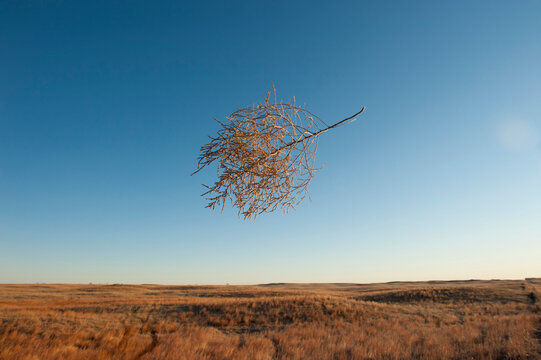 Tumbleweeds Bilder – Durchsuchen 3,749 Archivfotos, Vektorgrafiken und ...