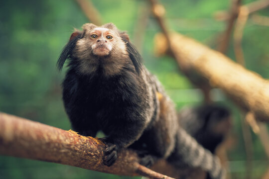 Callitrichidae Images – Browse 1,036 Stock Photos, Vectors, and Video ...