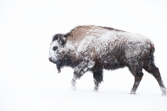 Trudge Bilder – Durchsuchen 1,383 Archivfotos, Vektorgrafiken und ...