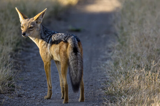 "Black Backed Jackal Images – Browse 2,843 Stock Photos, Vectors, and ...