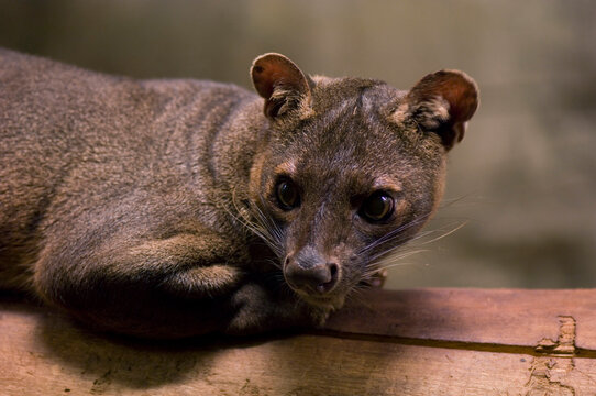 Imagens de Feliform – Explore Fotografias do Stock, Vetores e Vídeos de ...