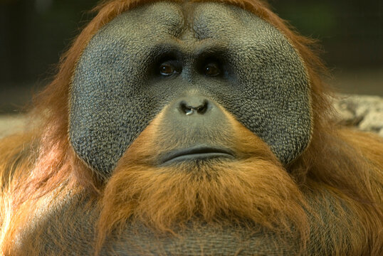 "Pongo Abelii" Bilder – Durchsuchen 1,515 Archivfotos, Vektorgrafiken ...