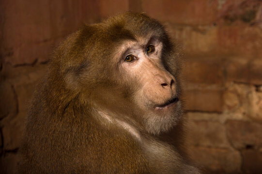 รูปภาพCatarrhini – เลือกดูภาพถ่ายสต็อก เวกเตอร์ และวิดีโอ6,983 | Adobe ...