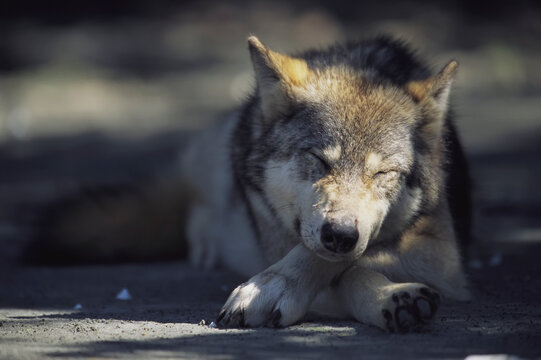 Strandwolf Bilder – Durchsuchen 34,760 Archivfotos, Vektorgrafiken und ...