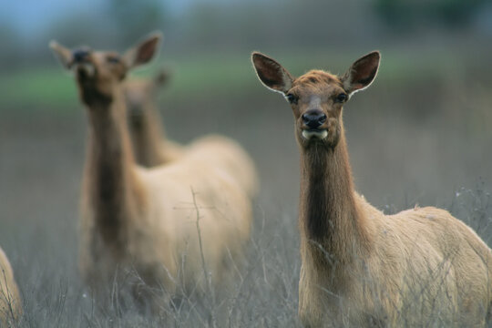 Tuling 이미지 – 찾아보기 47,631 스톡 사진, 벡터 및 비디오 | Adobe Stock