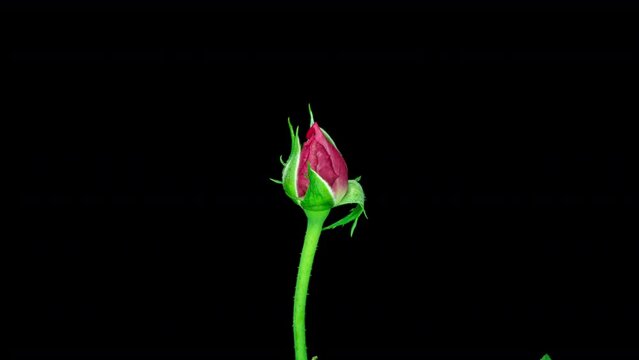 "Open Rose" Images – Browse 448 Stock Photos, Vectors, and Video ...