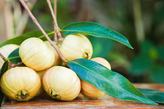 รูปภาพTambis – เลือกดูภาพถ่ายสต็อก เวกเตอร์ และวิดีโอ5,411 | Adobe Stock