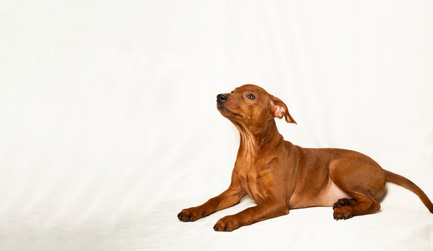 Standing Dog Profile Bilder – Durchsuchen 8,578 Archivfotos ...