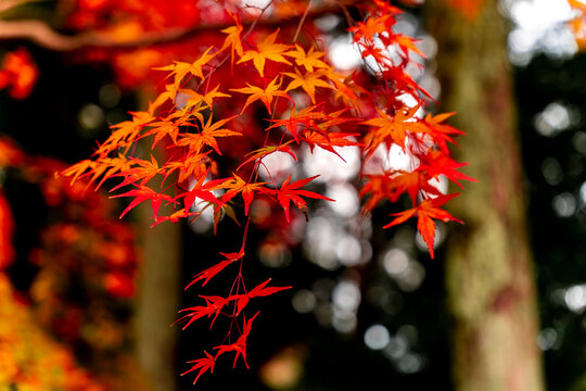 Dinusha photos, images, assets | Adobe Stock