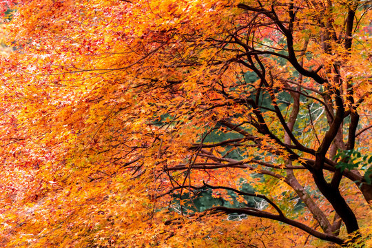 Dinusha photos, images, assets | Adobe Stock