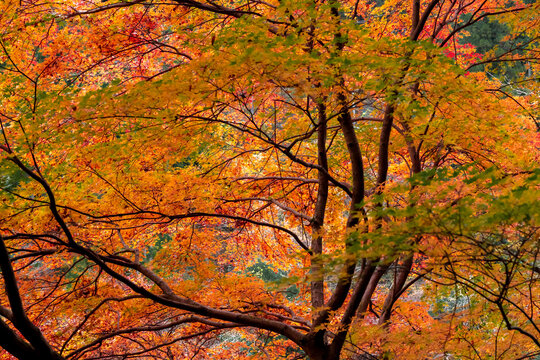 Dinusha photos, images, assets | Adobe Stock