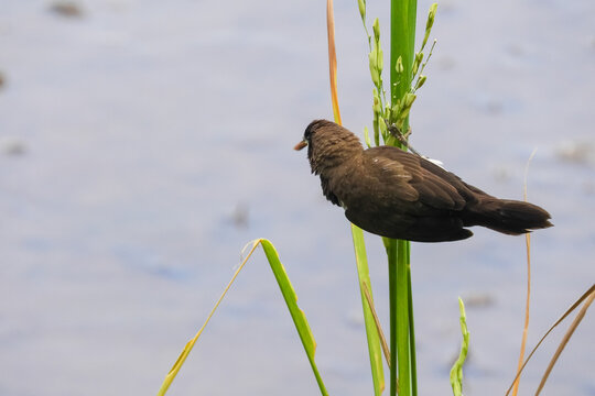 「Granivore」の画像 - 2,274 件の Stock 写真、ベクターおよびビデオ | Adobe Stock