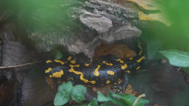 Salamanda Images – Browse 26,778 Stock Photos, Vectors, and Video ...