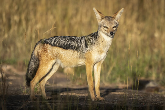 Simien Jackal