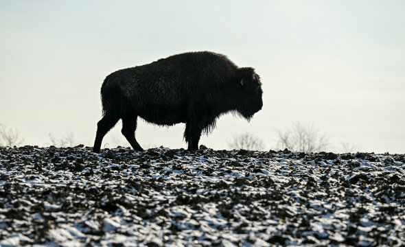 「Carabeef」の画像 - 327 件の Stock 写真、ベクターおよびビデオ | Adobe Stock