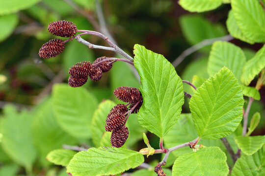 "Speckled Alder" Images – Browse 77 Stock Photos, Vectors, and Video ...
