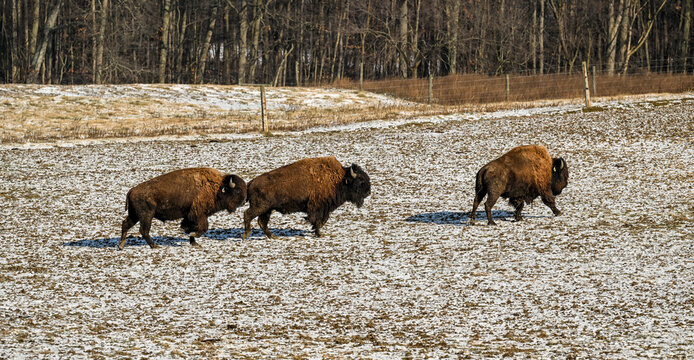 Buffen Bilder – Durchsuchen 330 Archivfotos, Vektorgrafiken und Videos ...