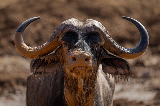 Imágenes de Mudd: descubre bancos de fotos, ilustraciones, vectores y ...