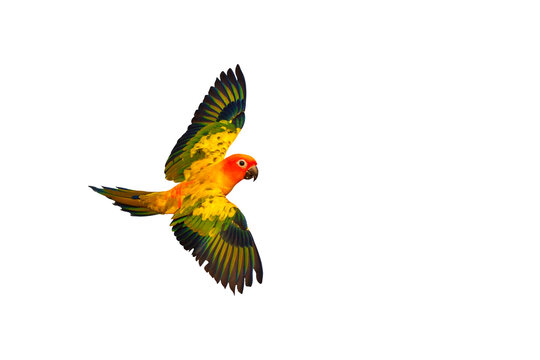 Sun Conure Parrot Flying