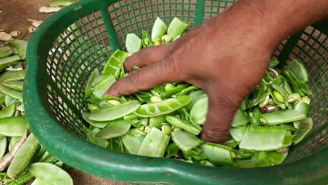 "Hyacinth Bean" Images – Browse 1,670 Stock Photos, Vectors, and Video ...