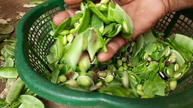 "Hyacinth Bean" Images – Browse 1,670 Stock Photos, Vectors, and Video ...