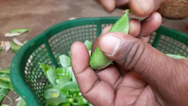 "Hyacinth Bean" Bilder – Durchsuchen 1,619 Archivfotos, Vektorgrafiken ...