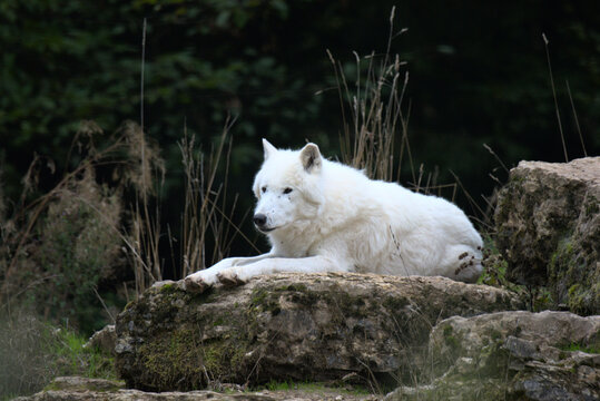 "Loup Arctique" Images – Browse 290 Stock Photos, Vectors, and Video ...