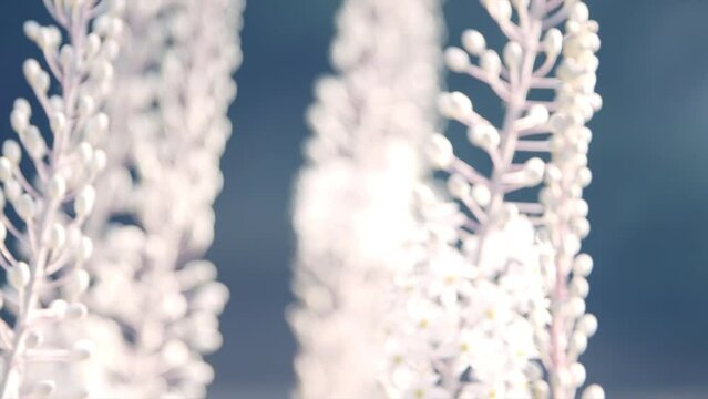 Drimia Images – Browse 390 Stock Photos, Vectors, and Video | Adobe Stock