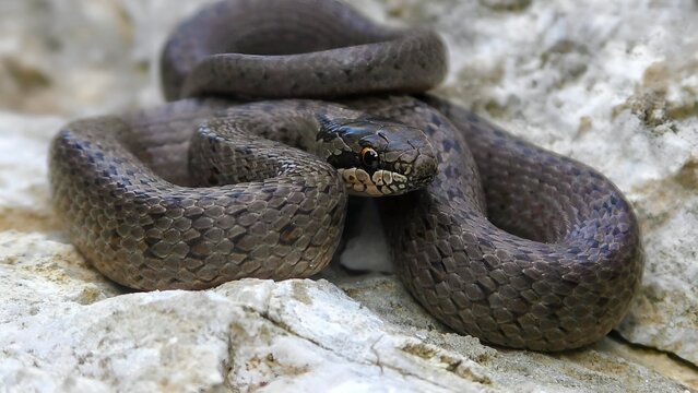 รูปภาพSquamates – เลือกดูภาพถ่ายสต็อก เวกเตอร์ และวิดีโอ12,204 | Adobe ...