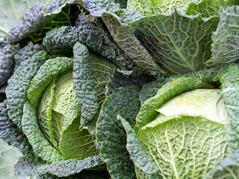 「Kopfkohl」の写真素材 | 217件の無料イラスト画像 | Adobe Stock