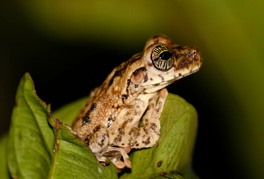 Sapo Bilder – Durchsuchen 2,482 Archivfotos, Vektorgrafiken und Videos ...