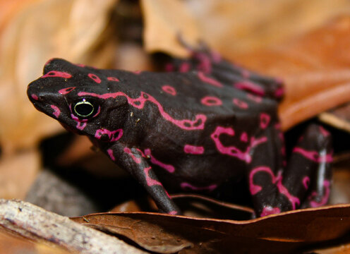 Sapo Bilder – Durchsuchen 2,482 Archivfotos, Vektorgrafiken und Videos ...