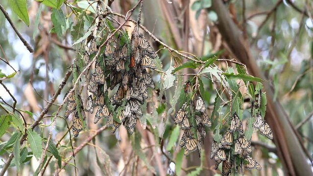 Euarthropoda Bilder – Durchsuchen 280 Archivfotos, Vektorgrafiken und ...