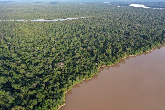 Javari Bilder – Durchsuchen 191 Archivfotos, Vektorgrafiken und Videos ...