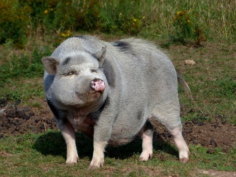 Cochons Sauvages Cochon Sauvage Corse, Au Cours D'un Voyage En Cor1